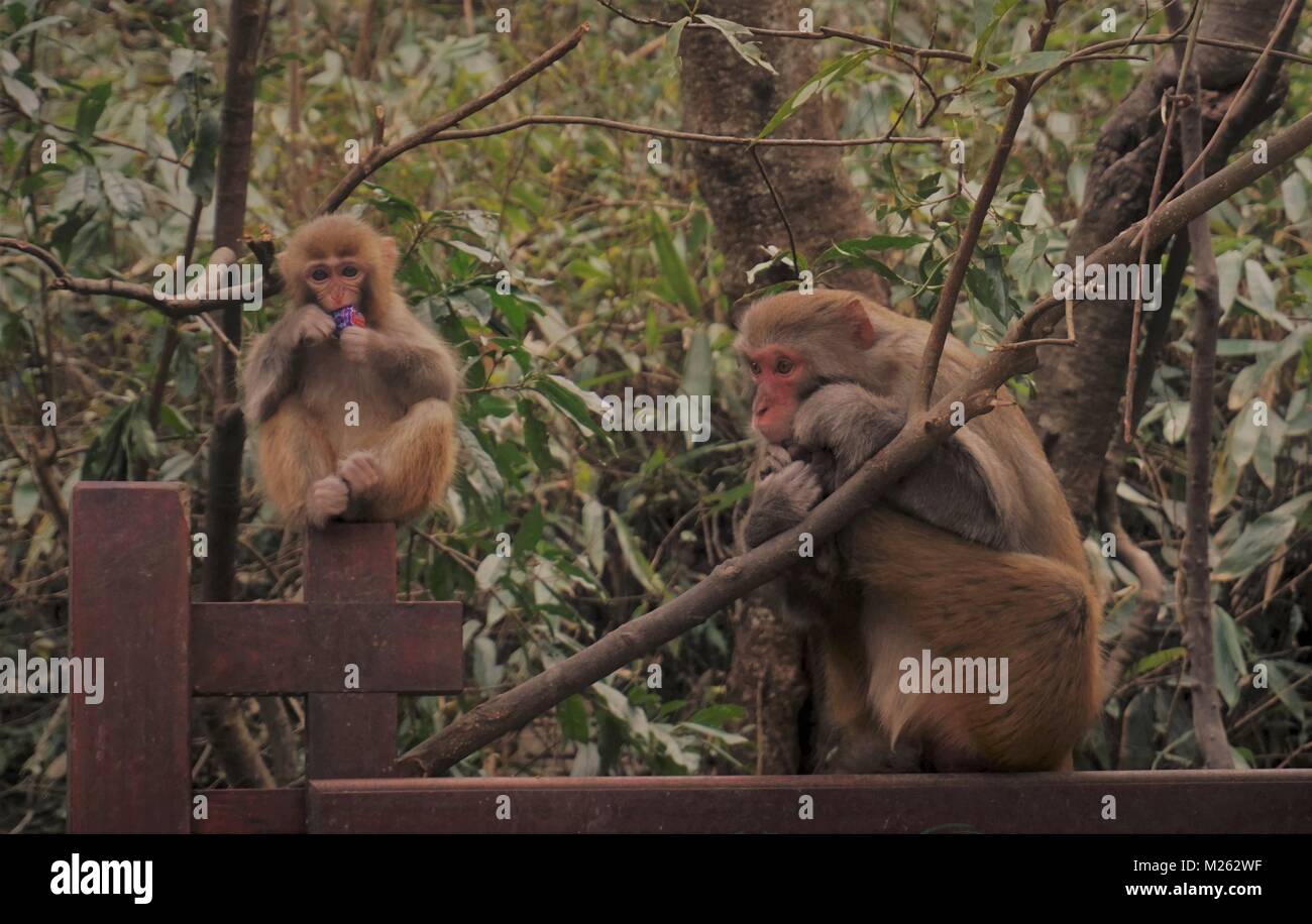Group of wild monkeys in trees hi-res stock photography and images - Alamy