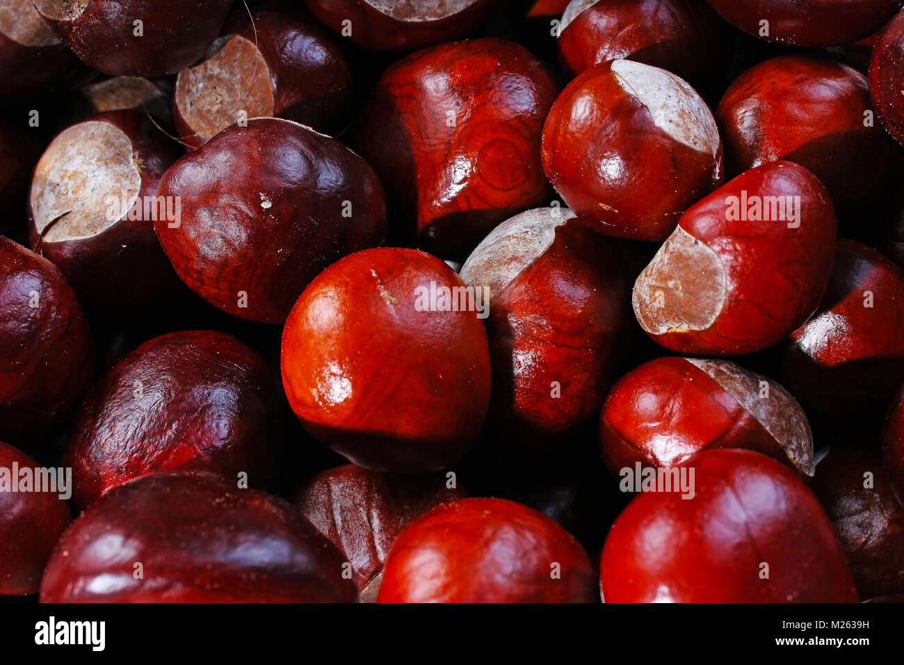 Brown wild chestnuts. Chestnut closeup pattern texture as background ...