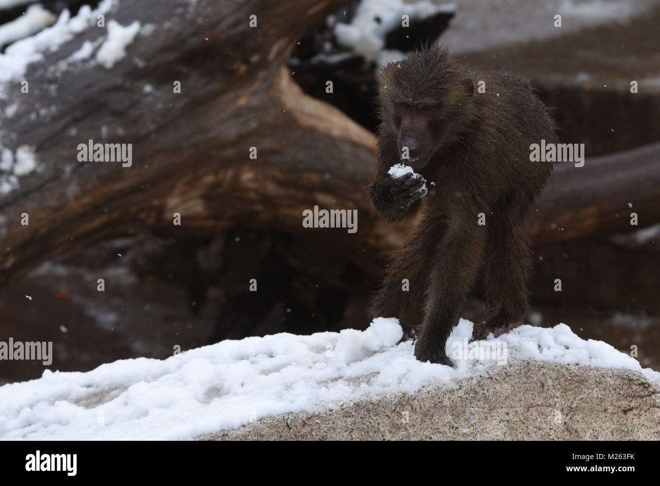News animals baboon hi-res stock photography and images - Alamy