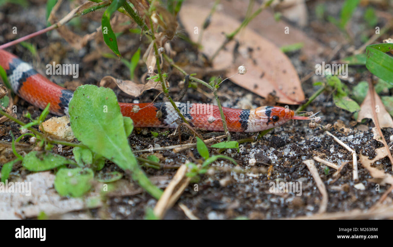 This type of King Snake is frequently confused for the deadly Coral ...