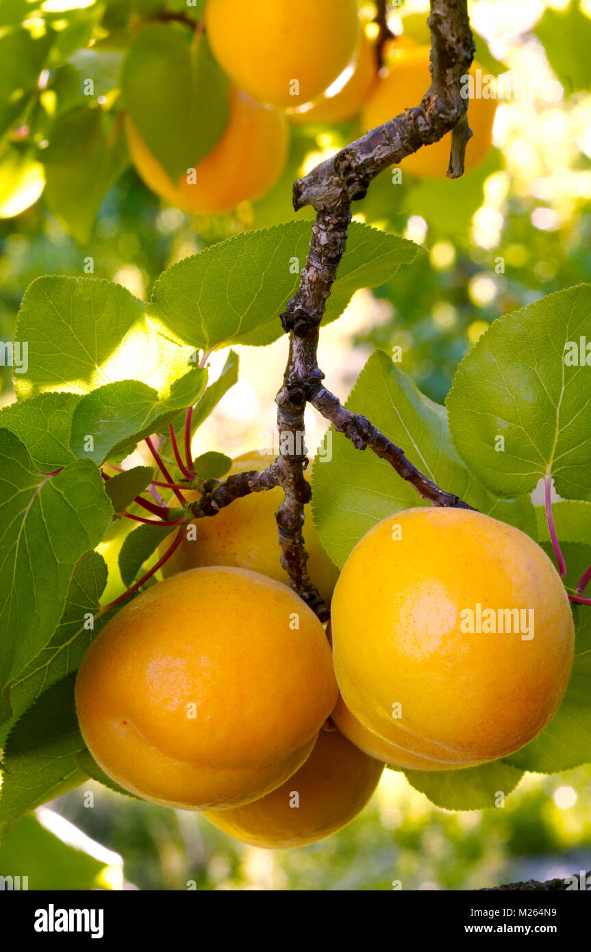 Cluster of ripe apricots hanging on tree, Variety, Perfection Stock ...