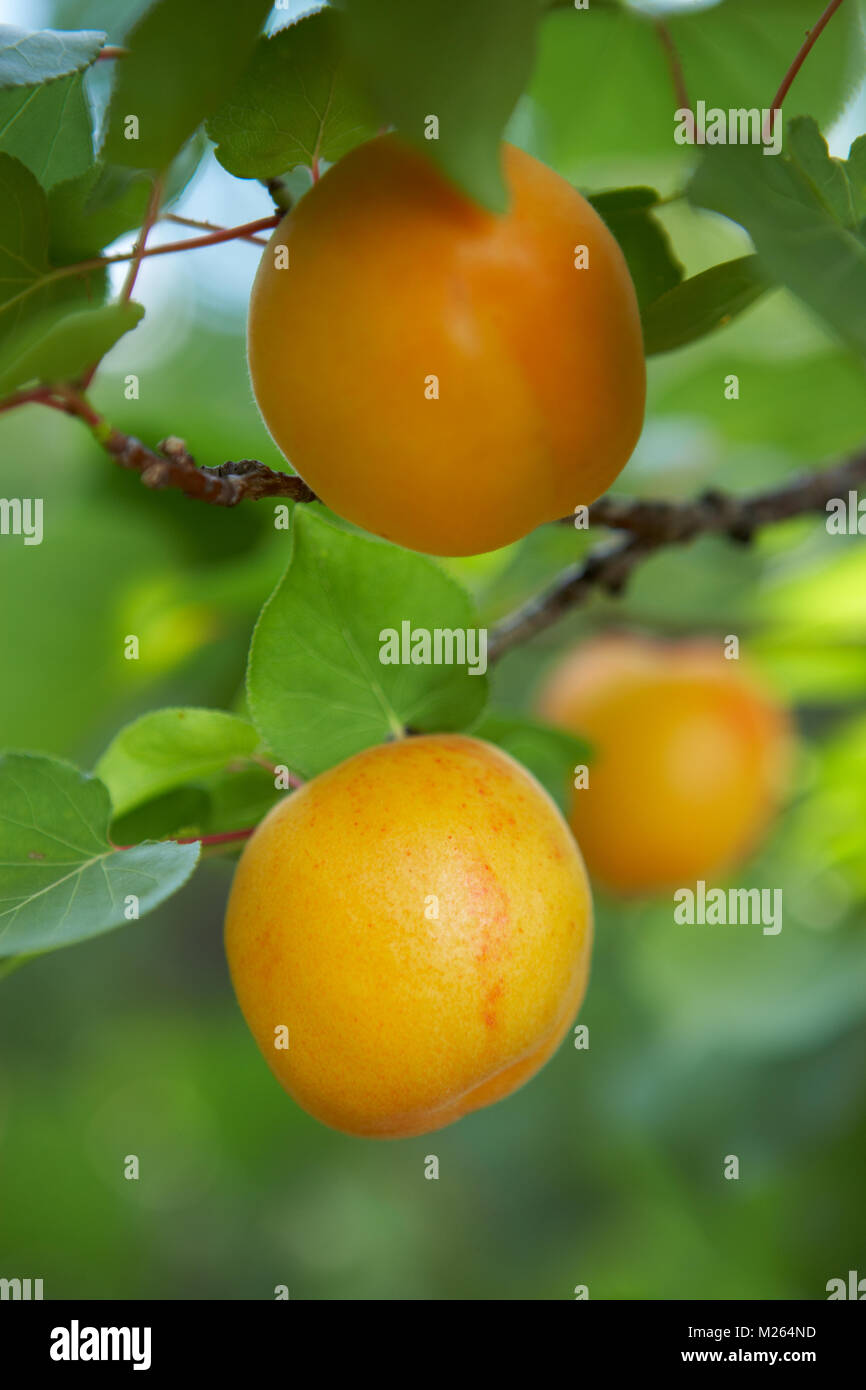 Murray darling basin orchard hi-res stock photography and images - Alamy