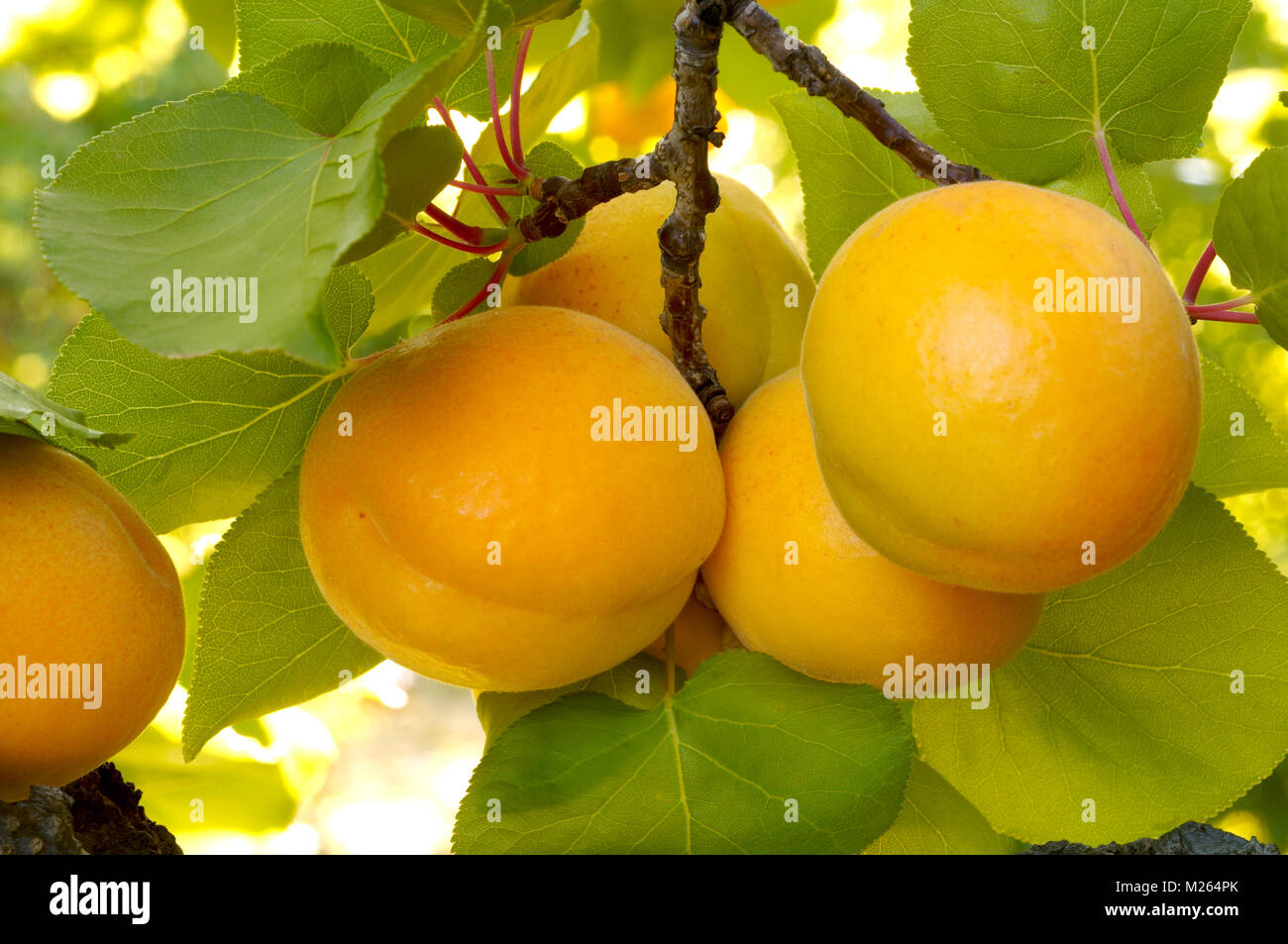 Apricot variety perfection hi-res stock photography and images - Alamy