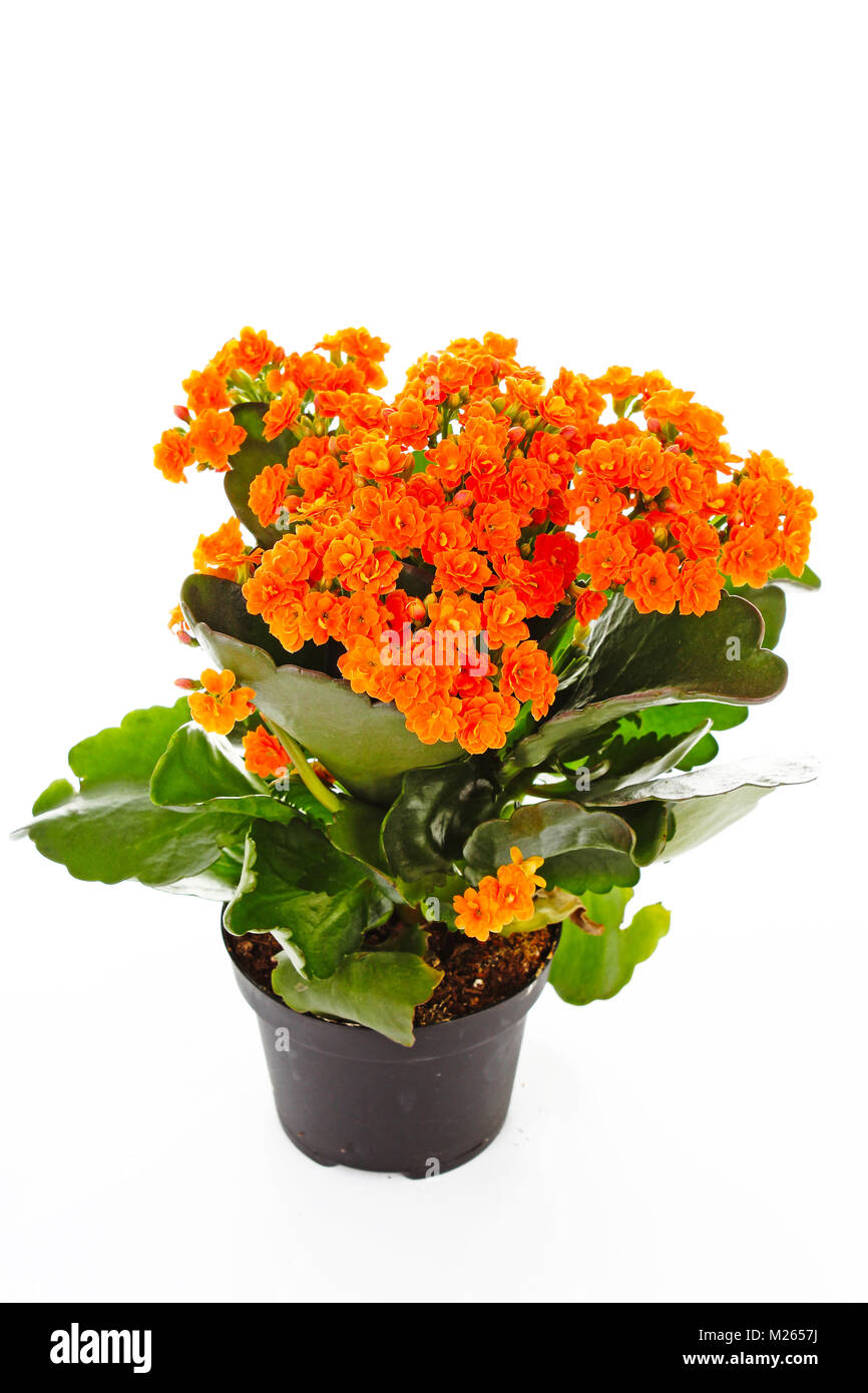 Little orange flowers of rubiaceae tree. Orange flower plant. Cluster ...