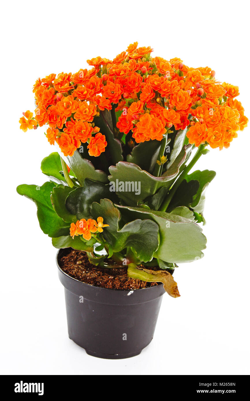 Little orange flowers of rubiaceae tree. Orange flower plant. Cluster ...