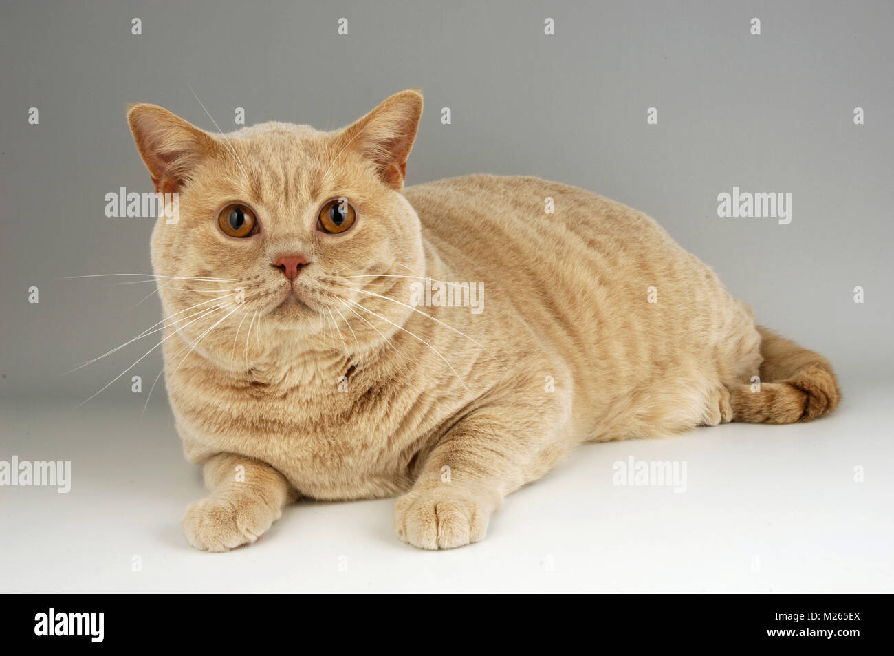 cream british shorthair cat on grey background Stock Photo - Alamy
