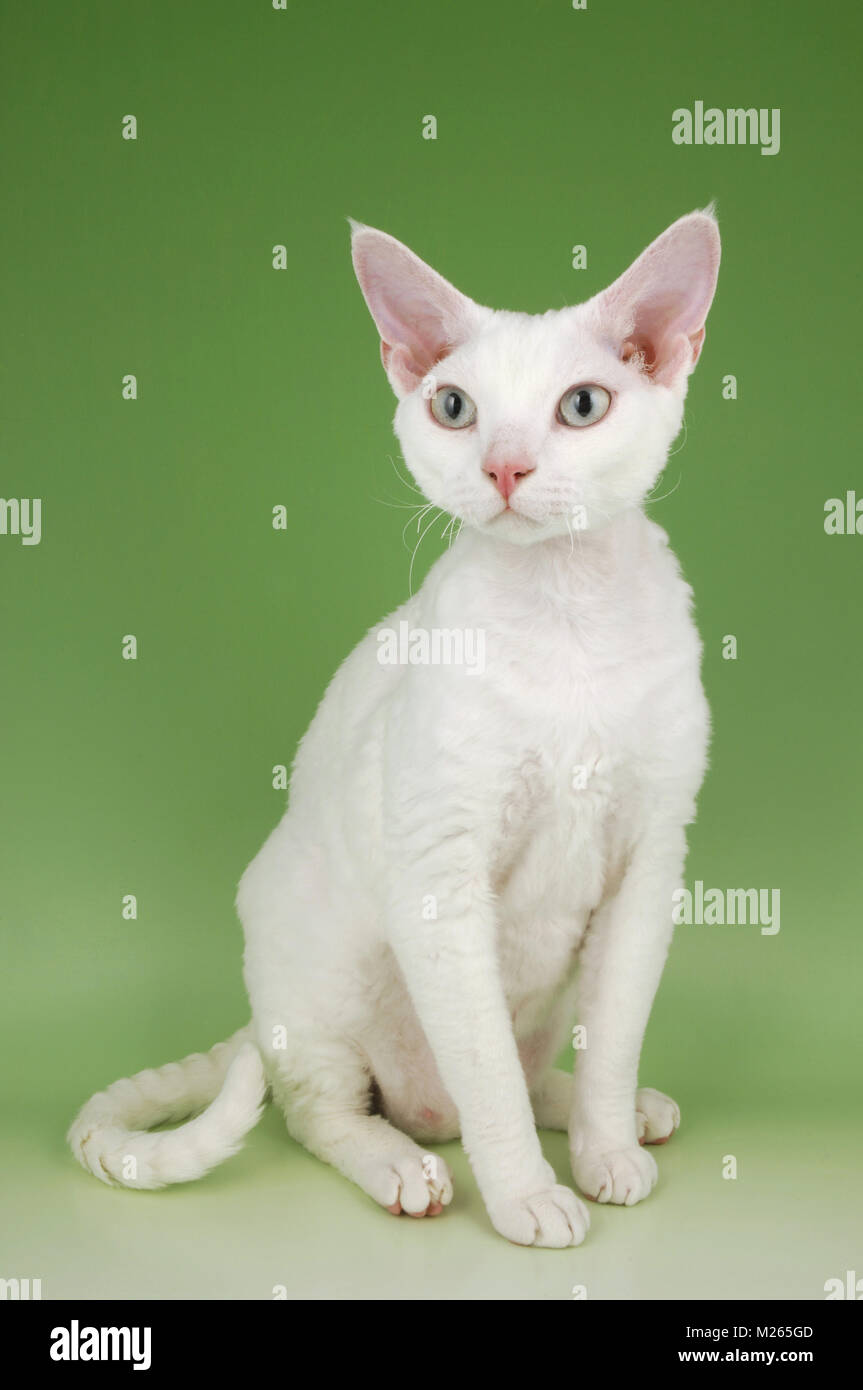 white devon rex on green background Stock Photo - Alamy