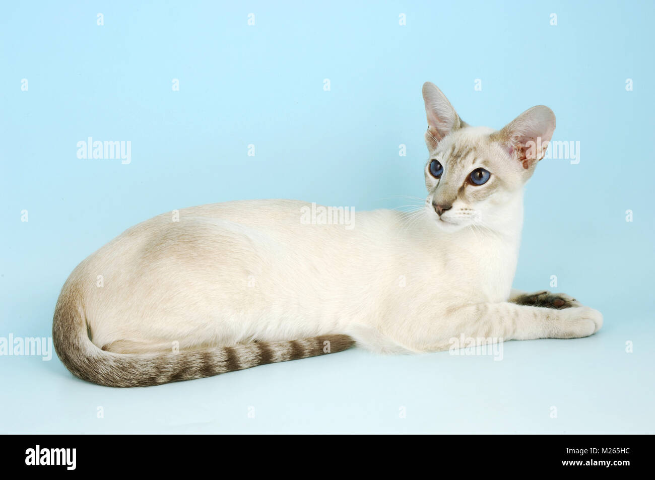 caramel point siamese cat Stock Photo - Alamy