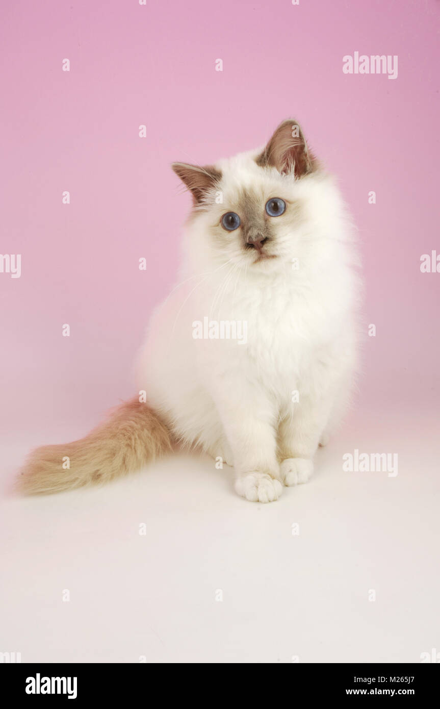 Lilac point birman cat hi-res stock photography and images - Alamy