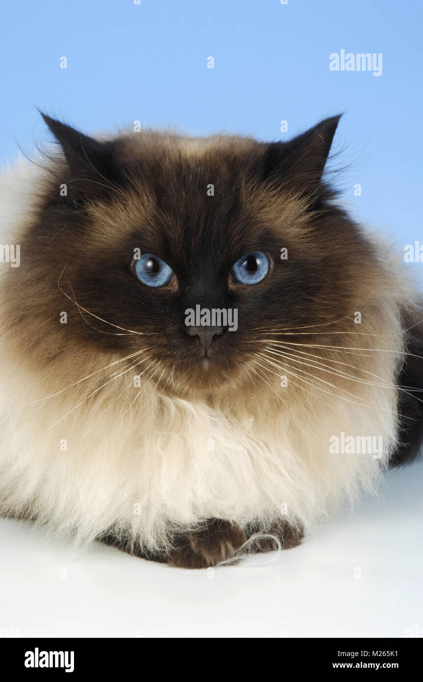 seal colourpoint cat, portrait Stock Photo - Alamy