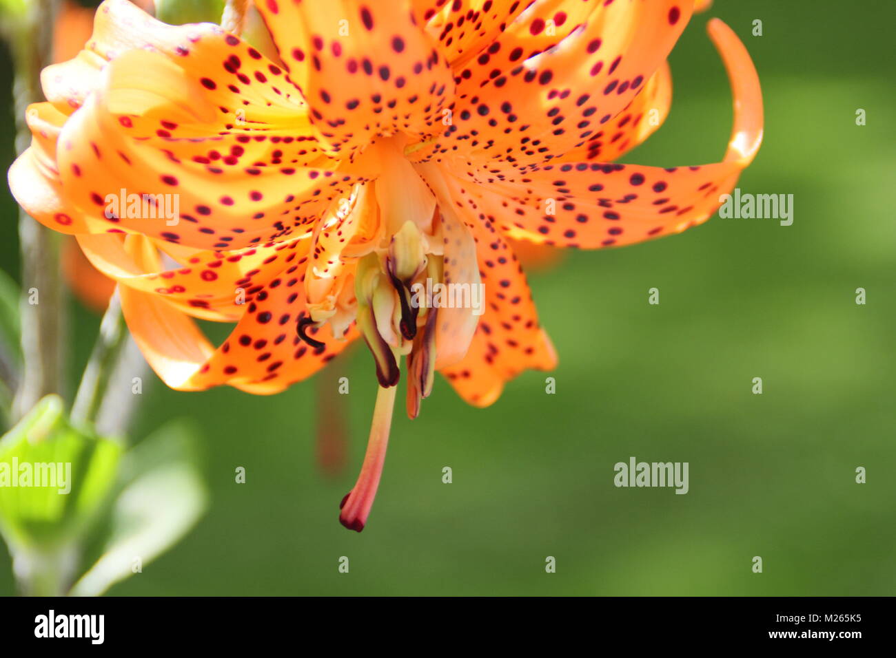 August lily hi-res stock photography and images - Alamy