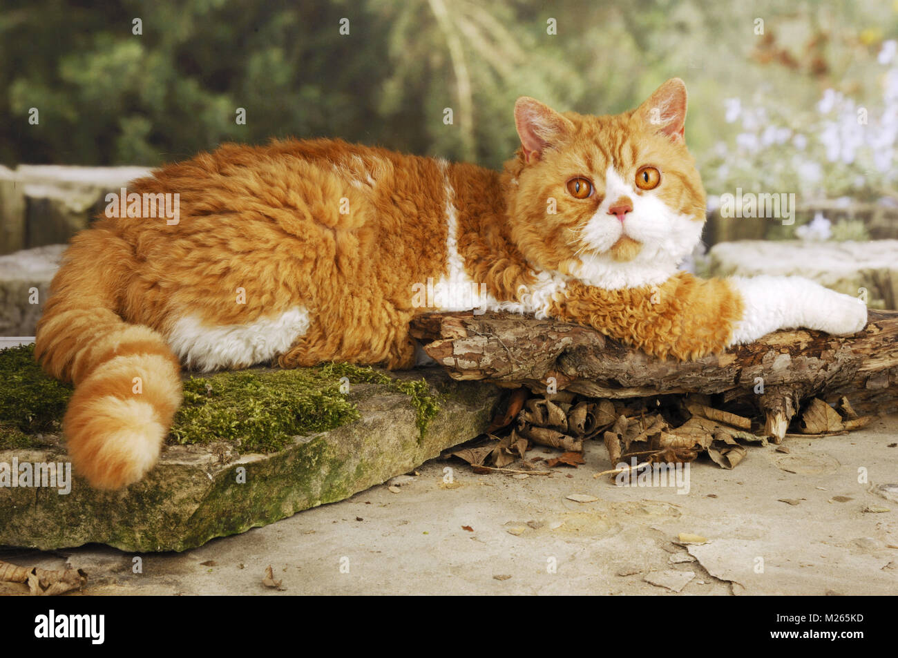 red and white selkirk rex Stock Photo - Alamy