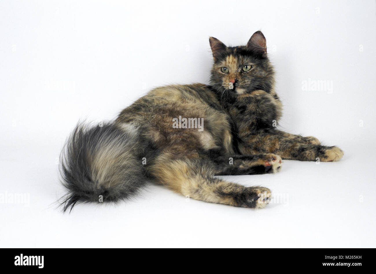 black tortie and white cat Stock Photo - Alamy
