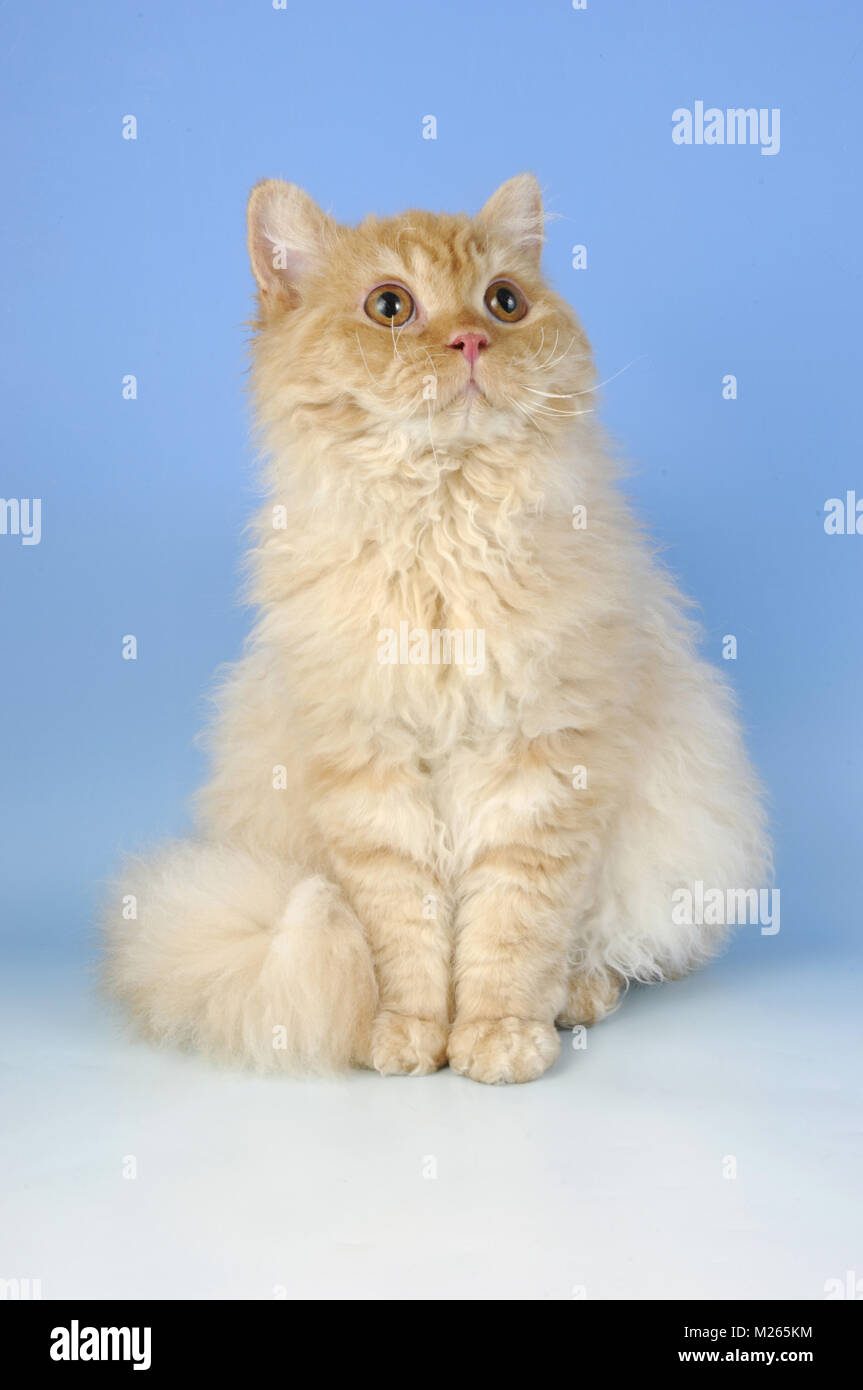red smoke longhair selkirk rex Stock Photo - Alamy