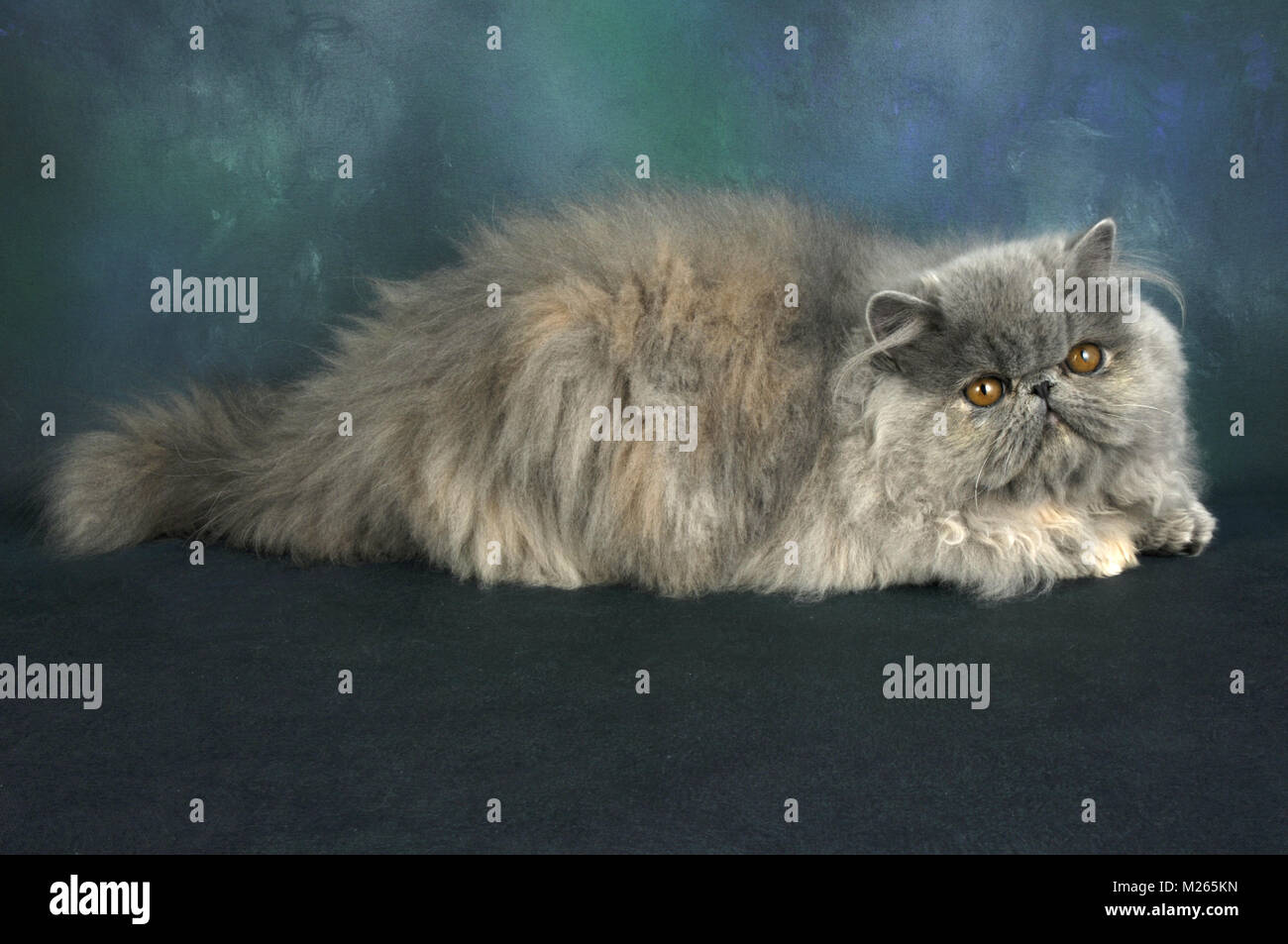 Blue Cream Persian Cat