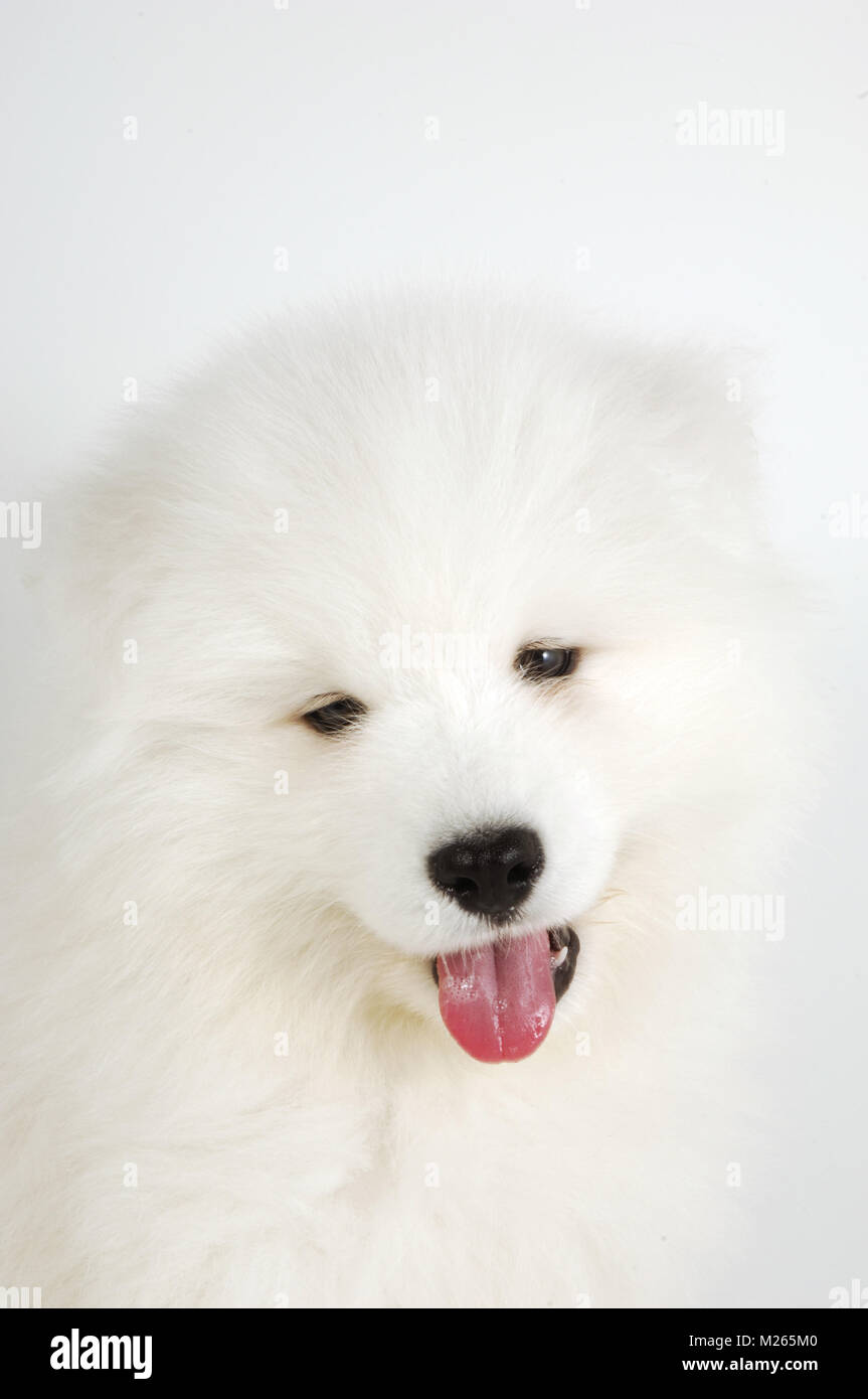 Cute week old samoyed hi-res stock photography and images - Alamy