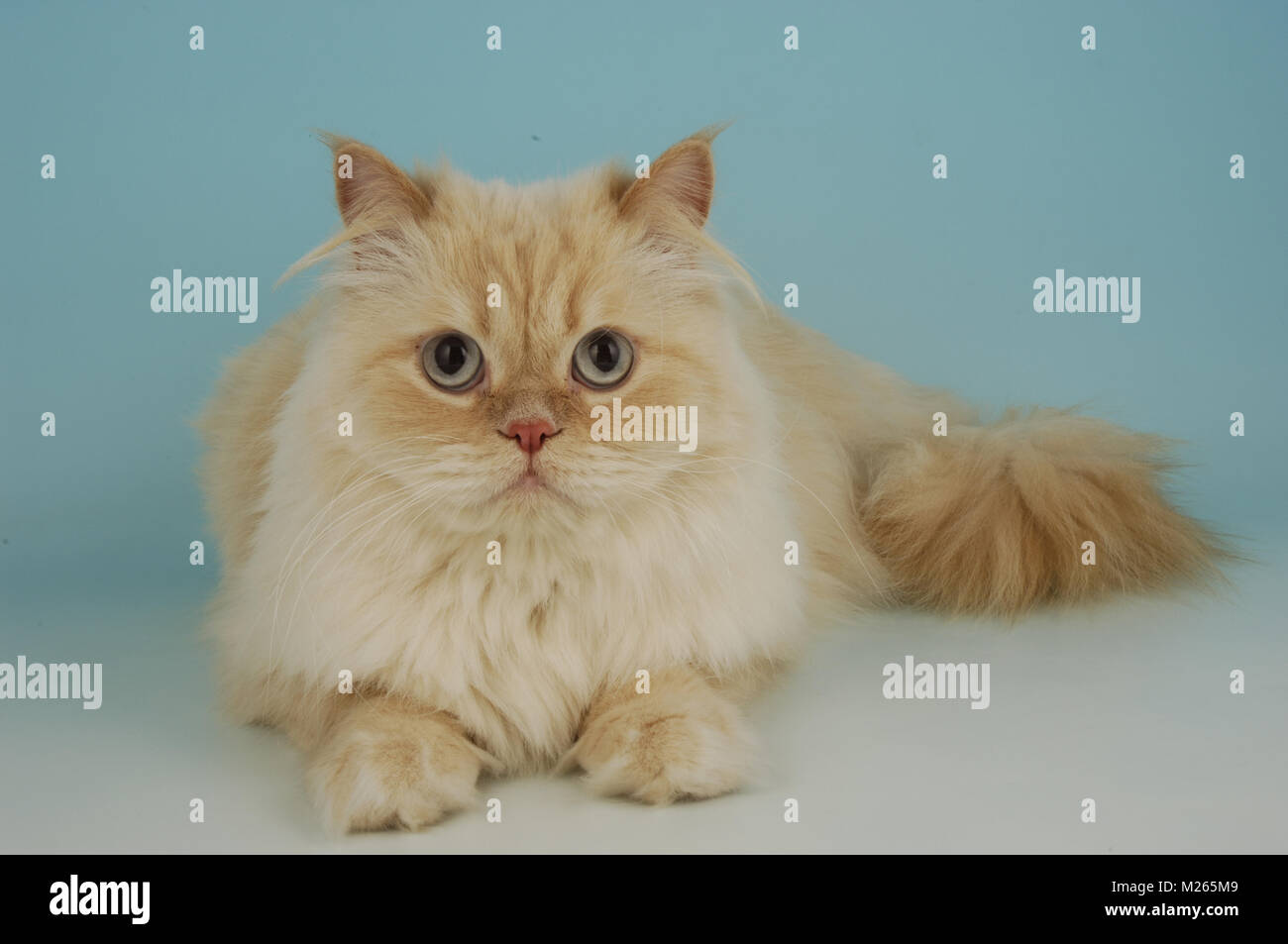 cream colourpoint cat, lying down. (Aka: Persian or Himalayan Stock ...