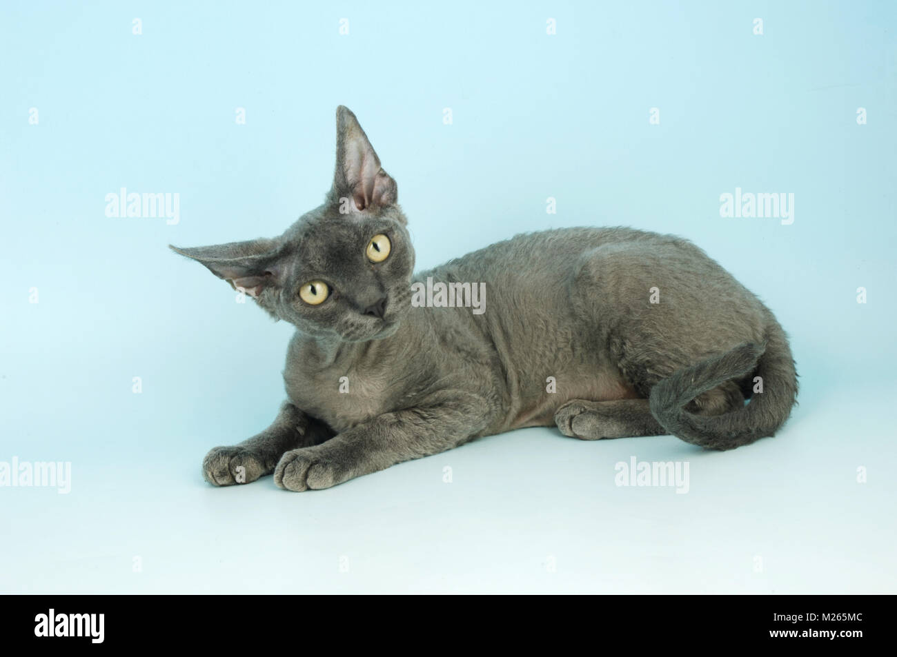 blue devon rex lying down Stock Photo - Alamy
