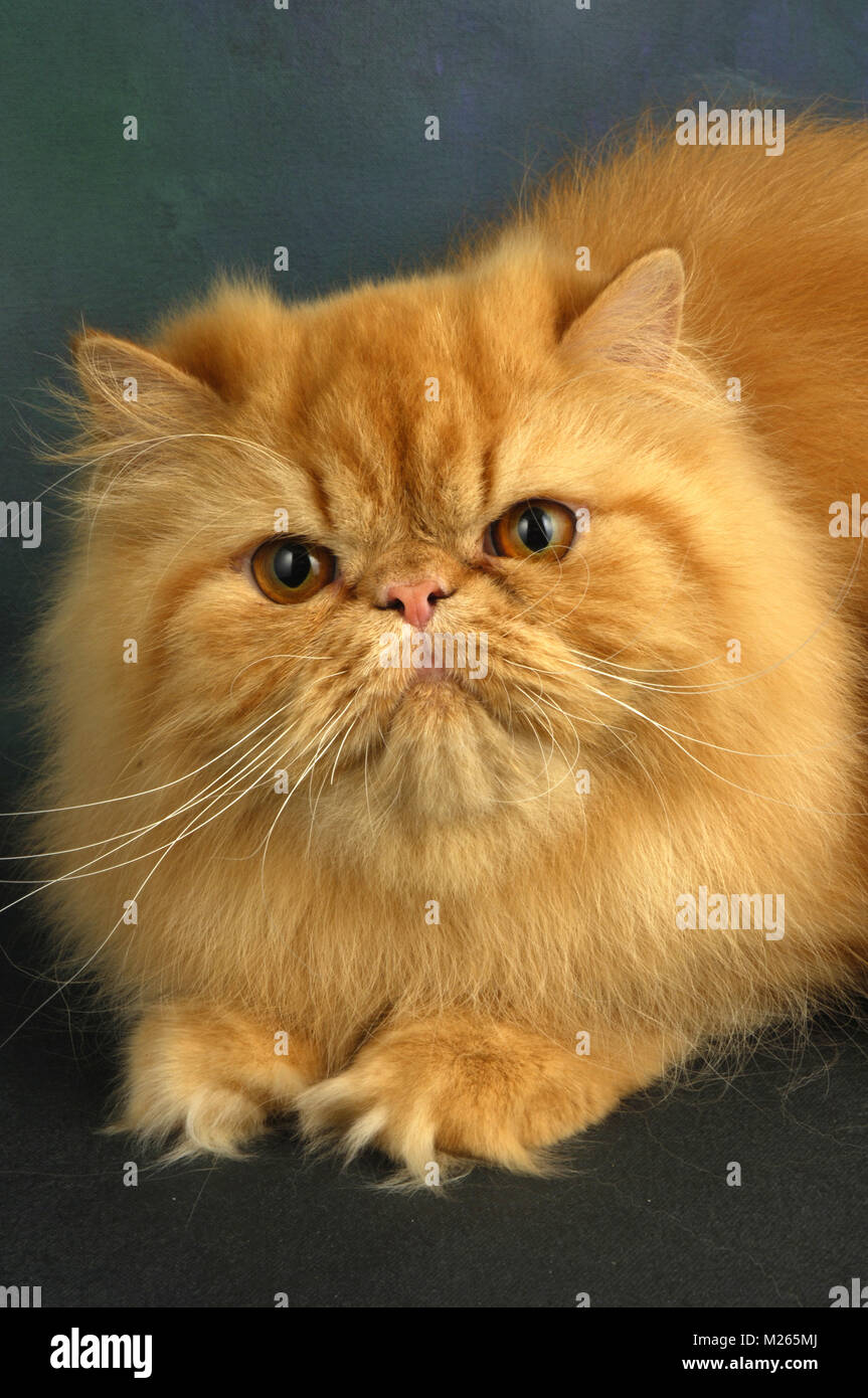 Red self persian cat hi-res stock photography and images - Alamy