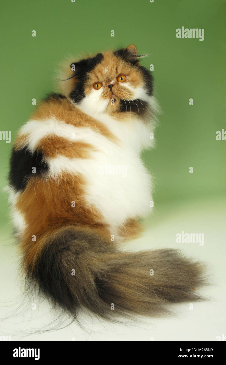 tortie and white persian cat, back view Stock Photo - Alamy