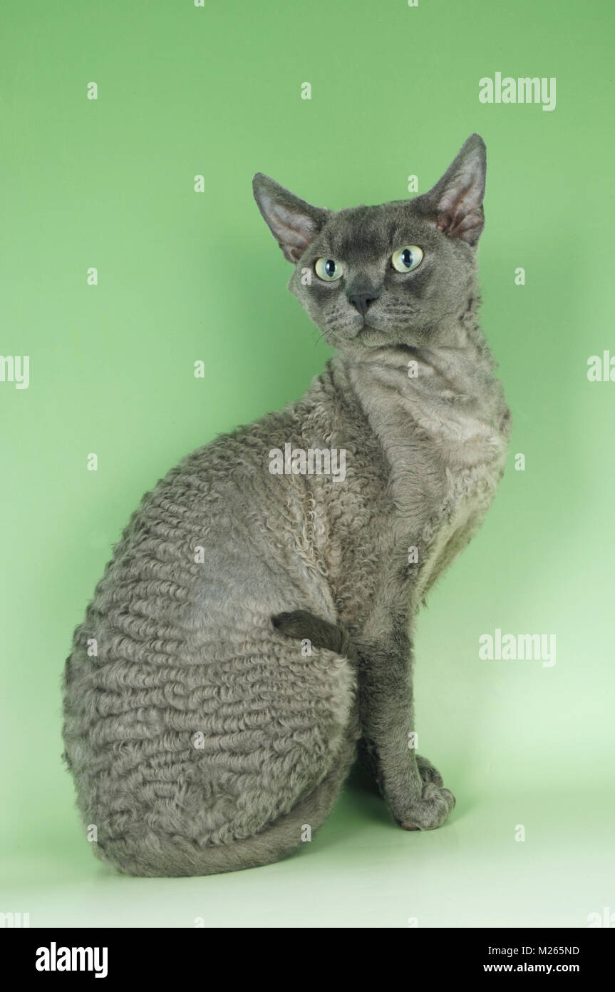 blue devon rex on green background Stock Photo - Alamy