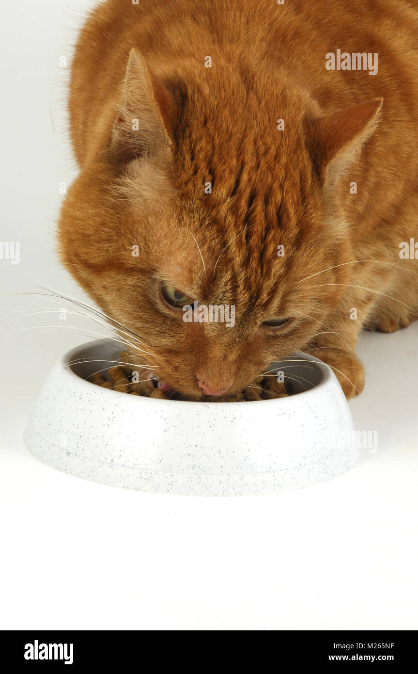 cat eating dried food Stock Photo - Alamy