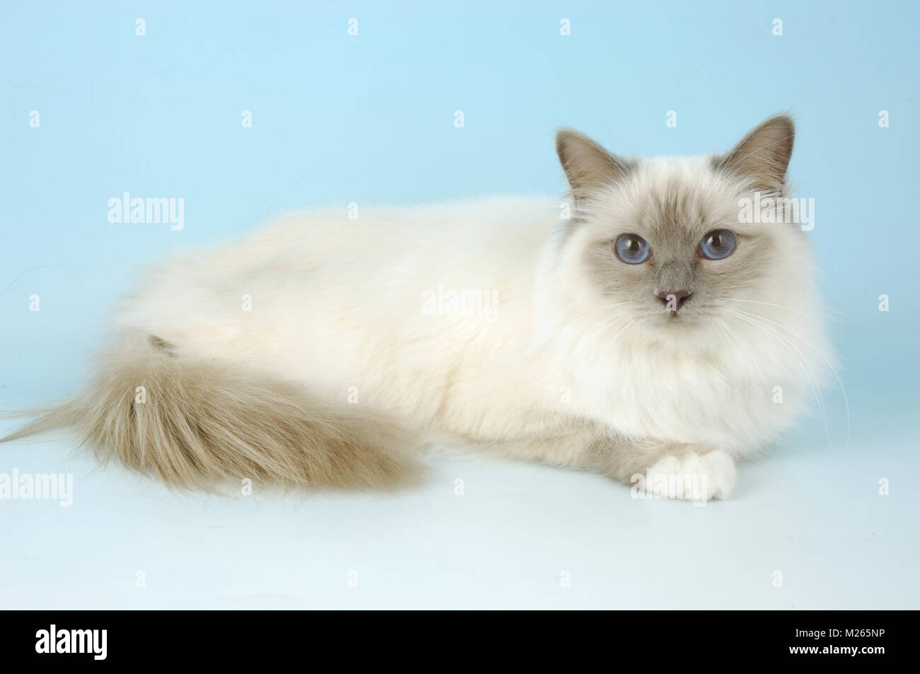 blue point Birman cat lying down in studio Stock Photo - Alamy