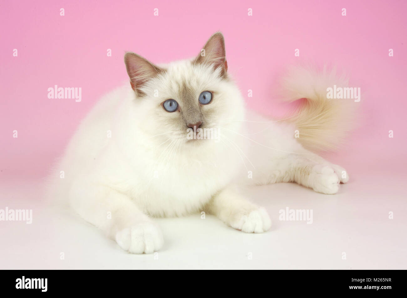 Lilac point Birman cat on pink background Stock Photo - Alamy