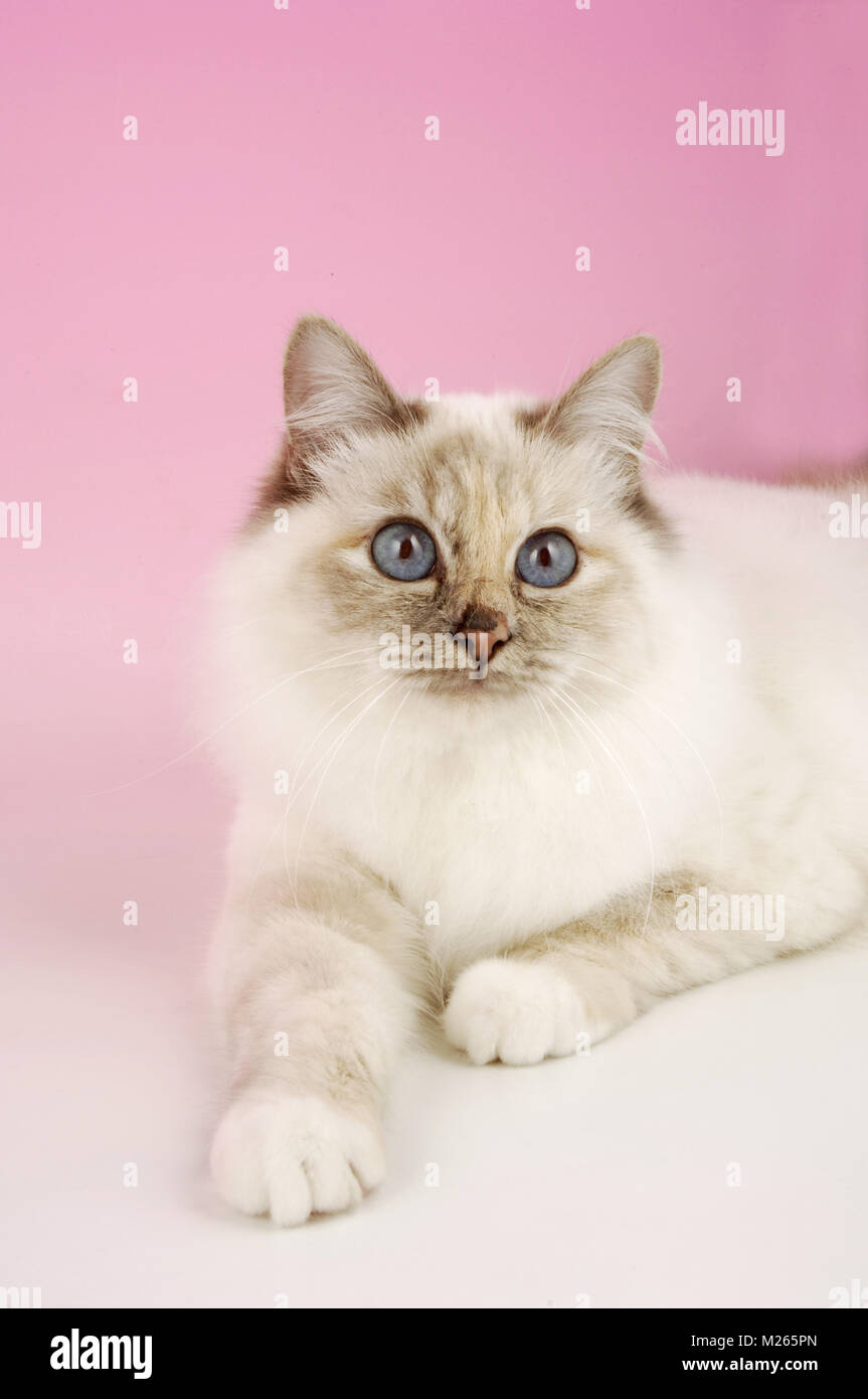 blue tortie birman Stock Photo - Alamy