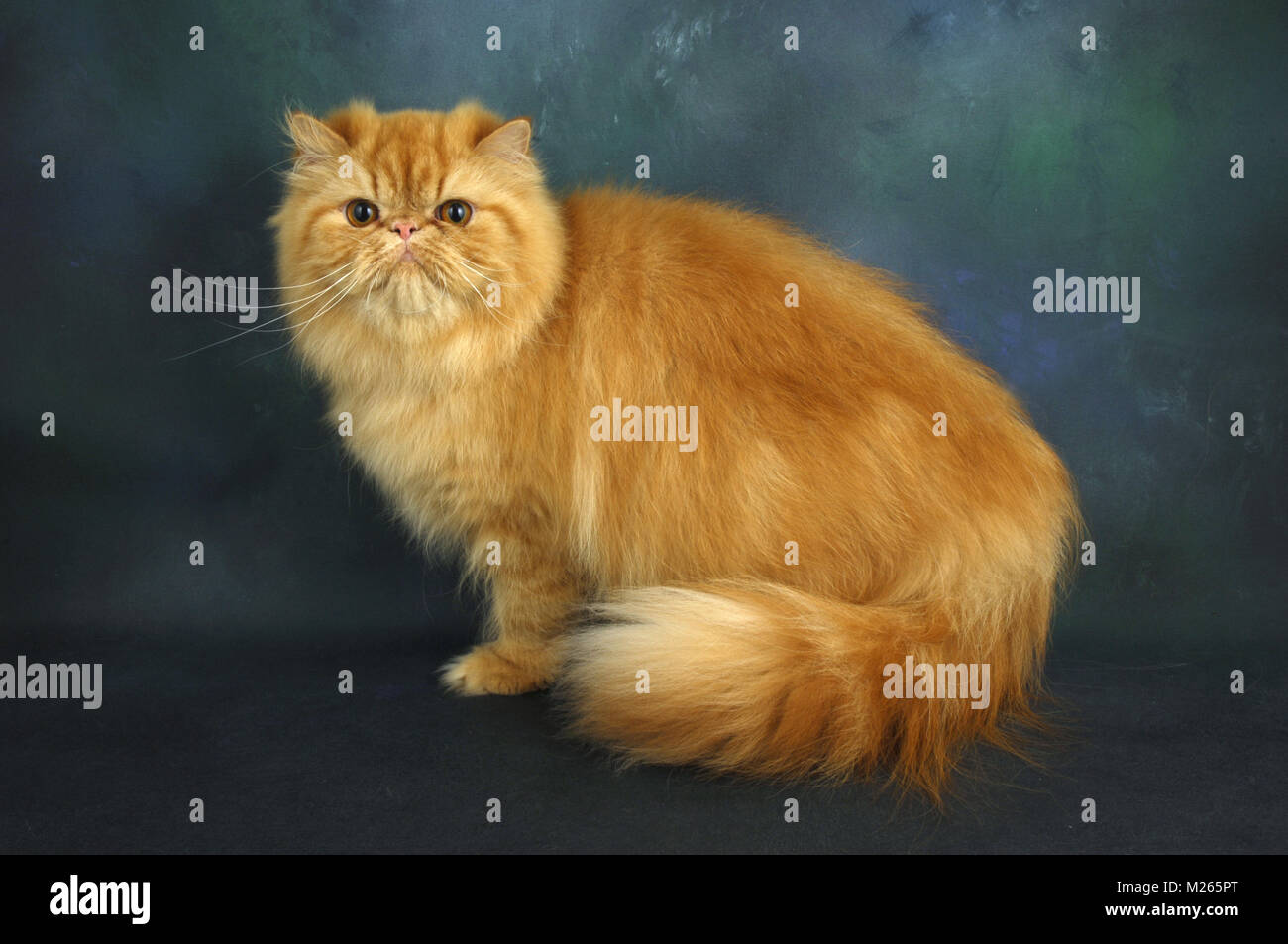 red self Persian Stock Photo - Alamy