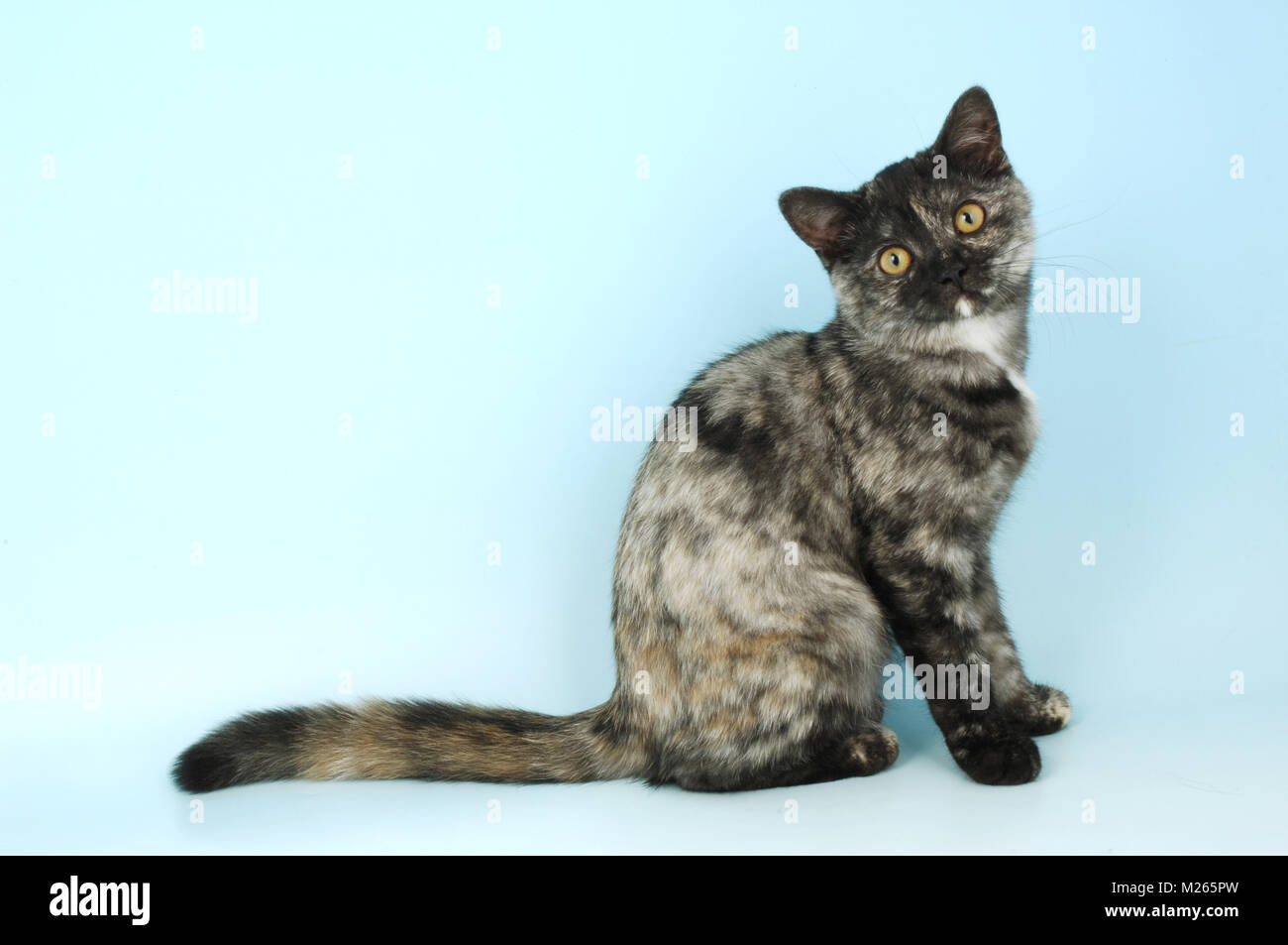 tortie smoke british shorthair cat Stock Photo - Alamy