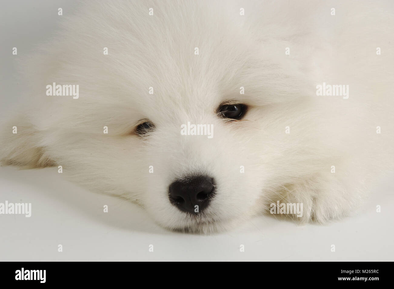 tire 9 week old Samoyed puppy on white background Stock Photo - Alamy