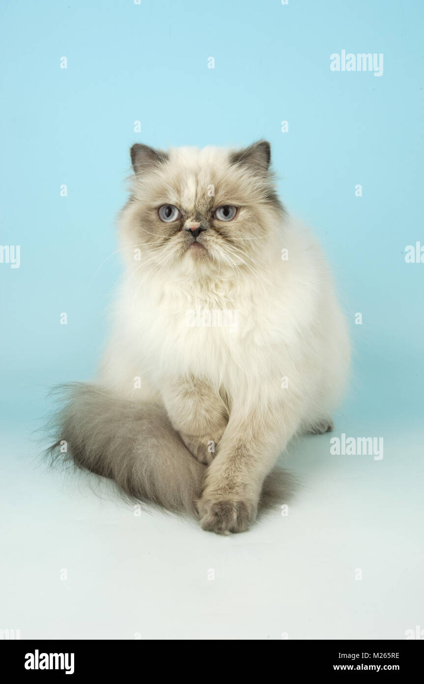 Blue Color Point Persian Cat