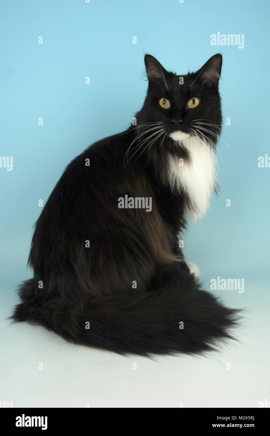 black and white main coon cat, sitting Stock Photo - Alamy