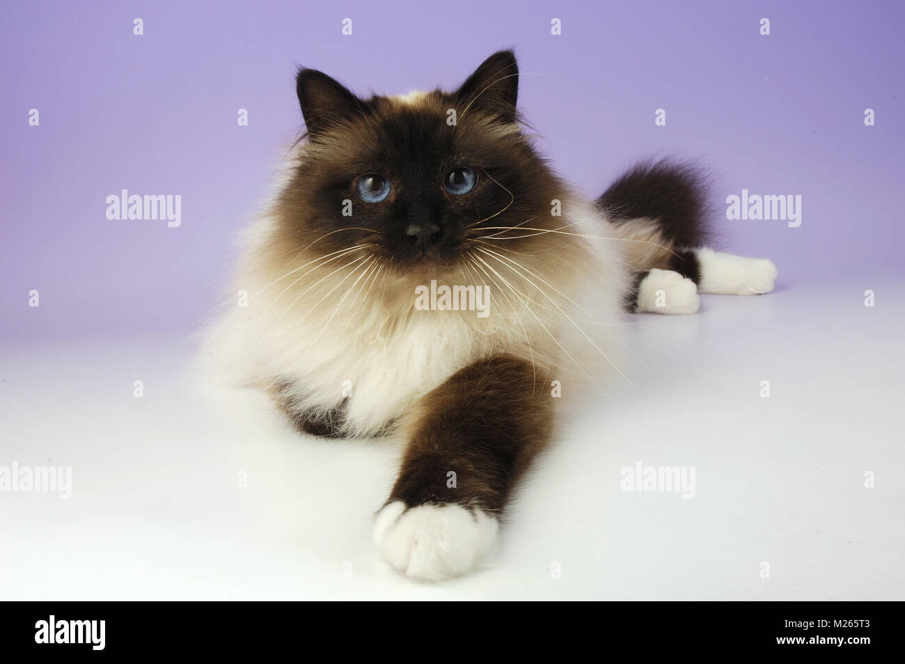 seal pointed Birman cat on pastel background Stock Photo - Alamy