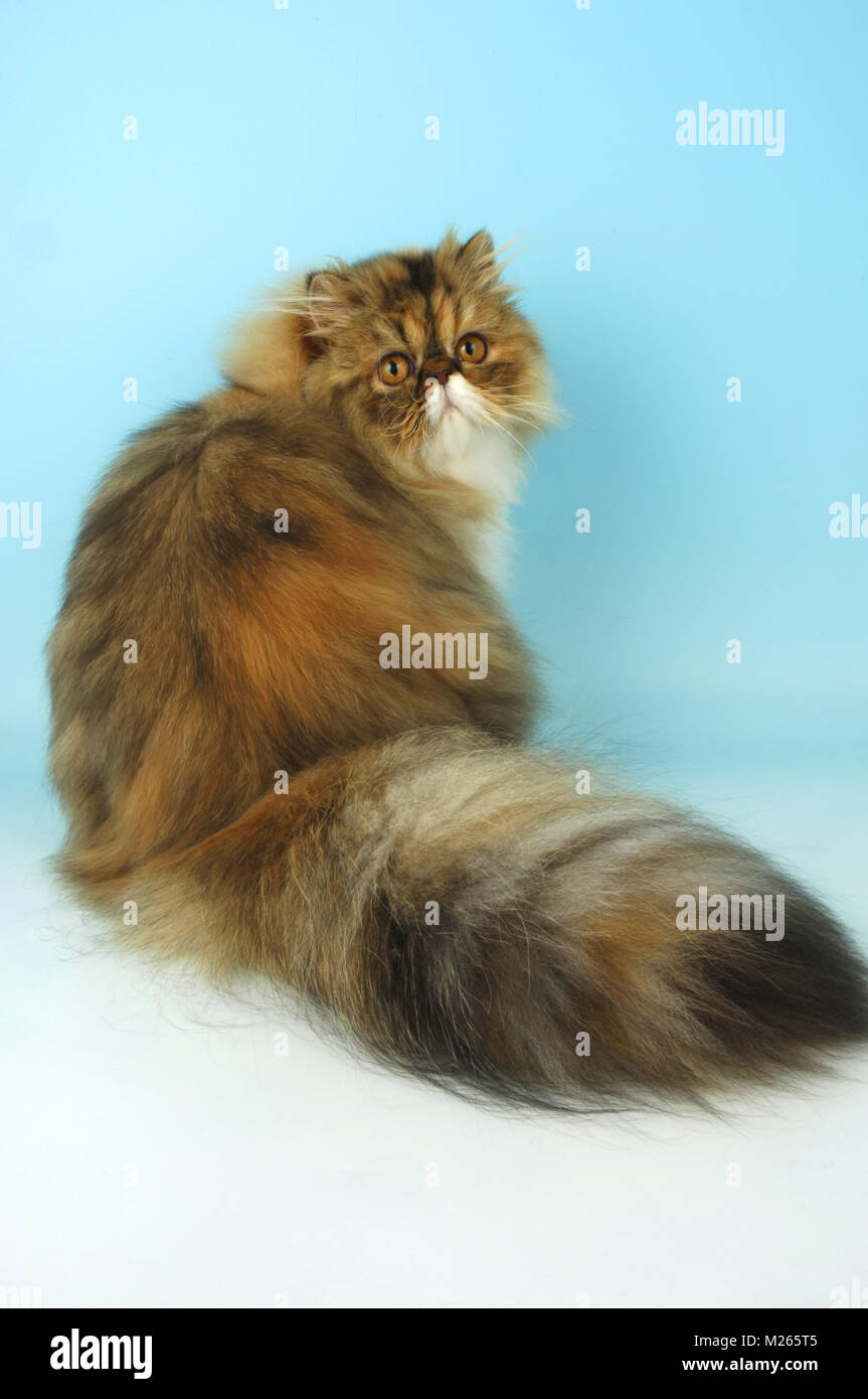 Blue tortie tabby white portrait hi-res stock photography and images ...