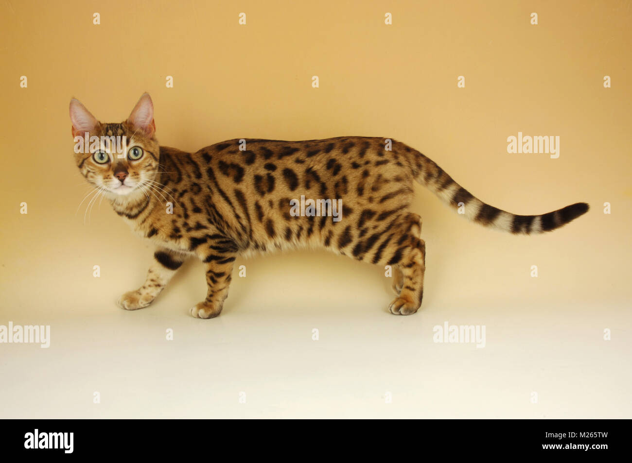 brown spotted bengal side view Stock Photo - Alamy