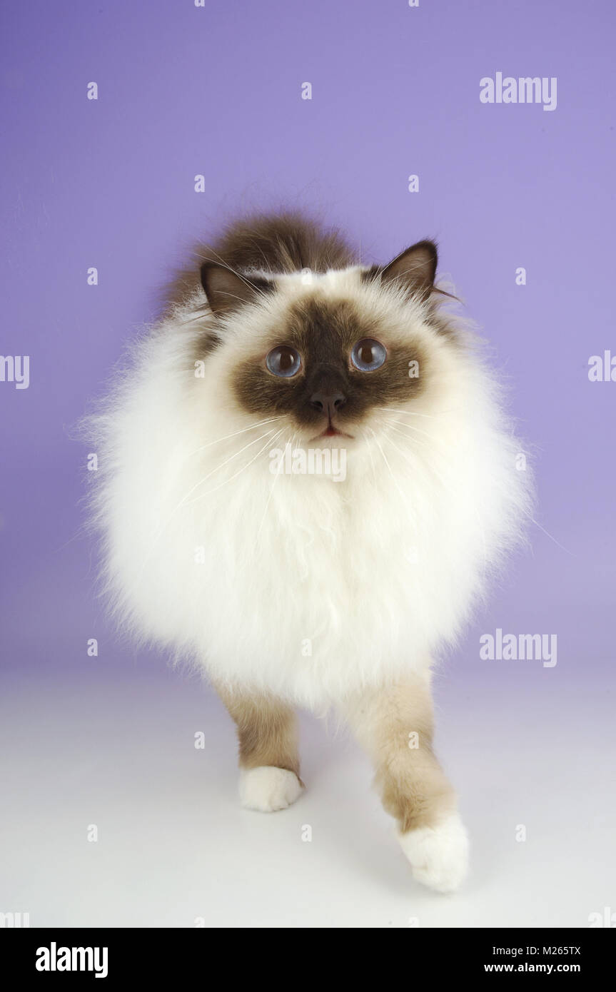 seal pointed Birman cat on pastel background Stock Photo - Alamy