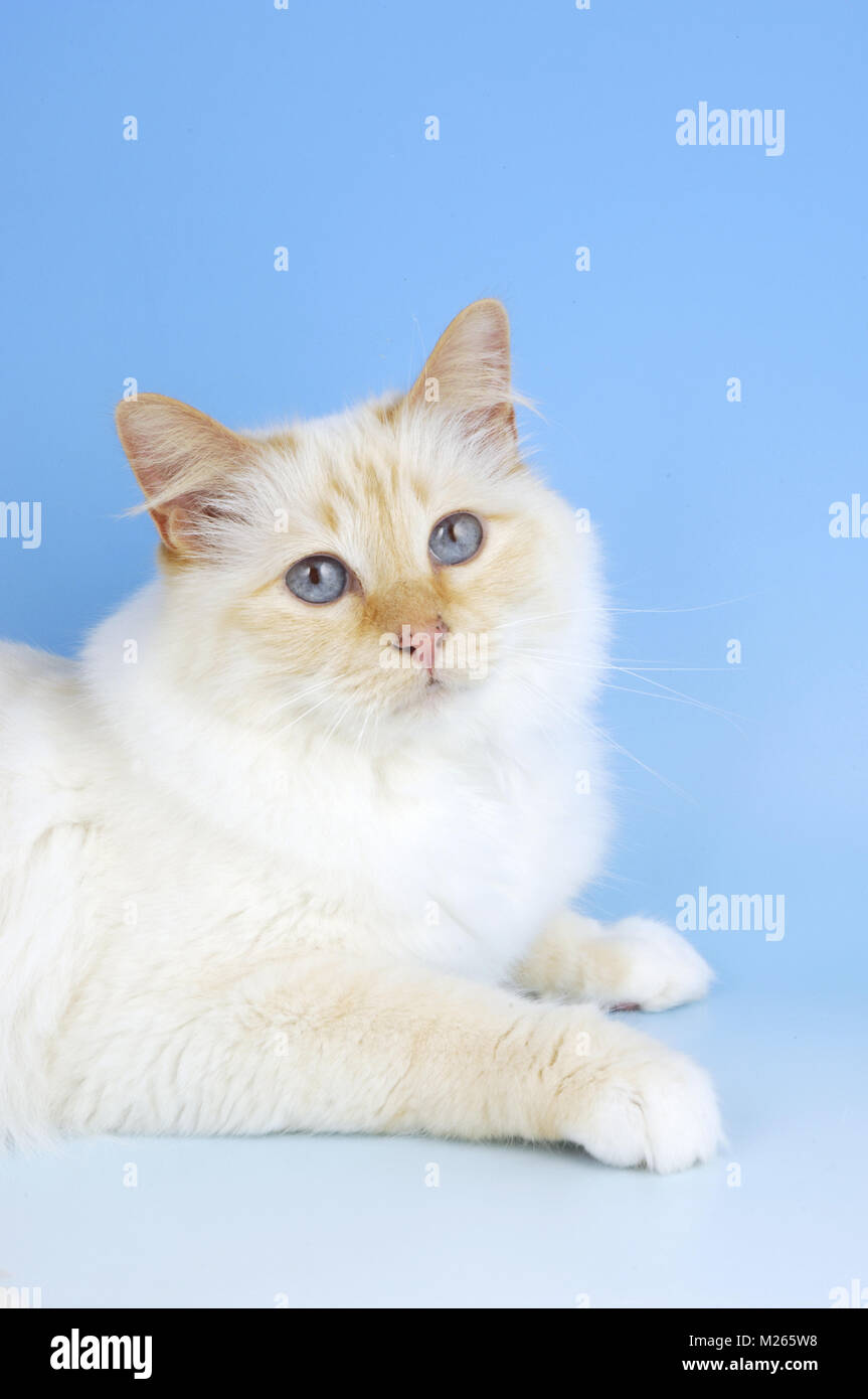 red point birman lying down on blue background Stock Photo - Alamy