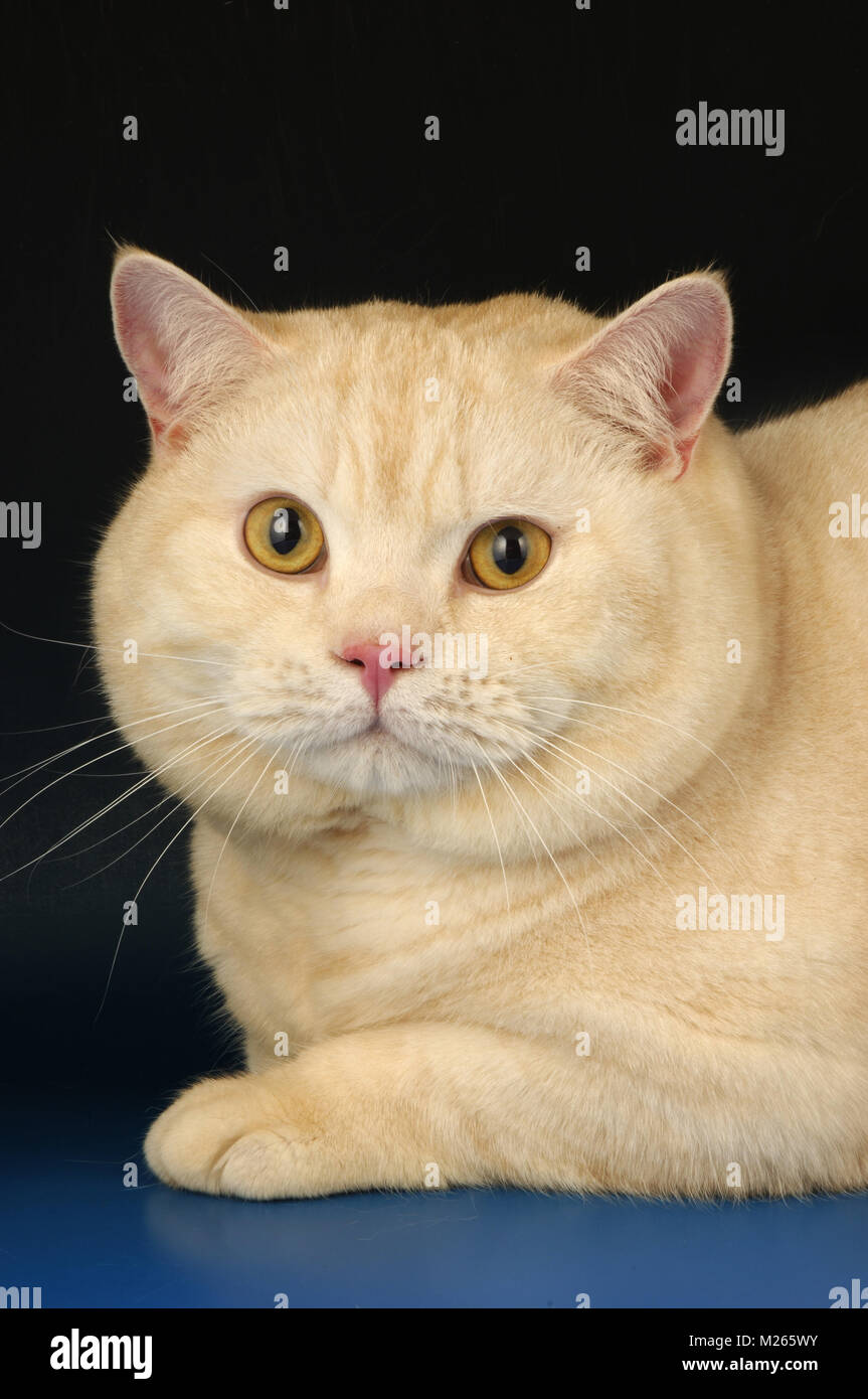 red tipped british shorthair cat Stock Photo - Alamy