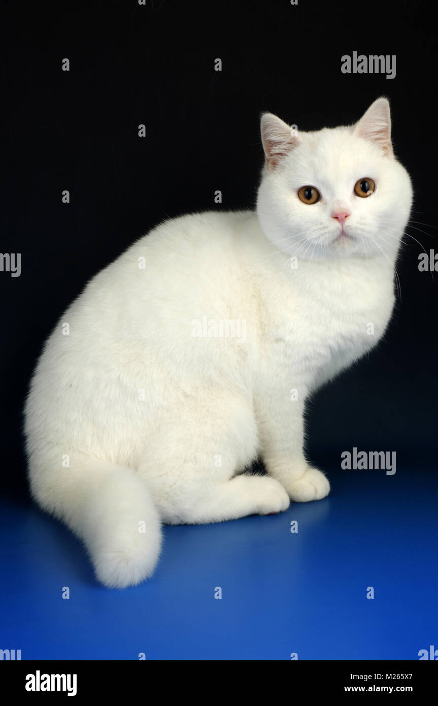 white british shorthair cat Stock Photo - Alamy