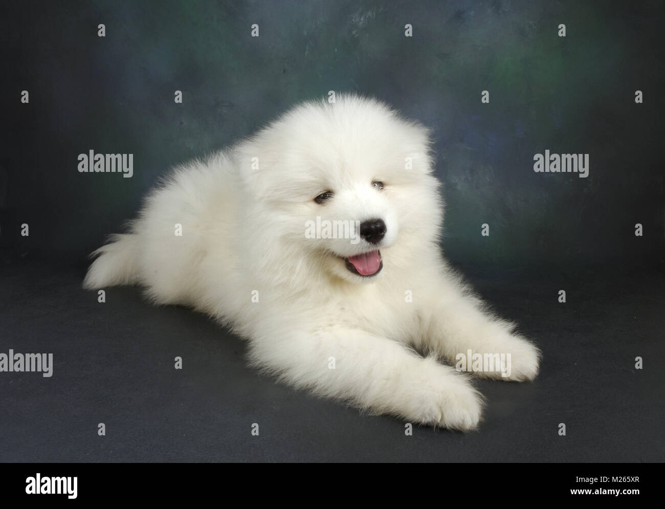 9 week old cheerful Samoyed puppy Stock Photo - Alamy