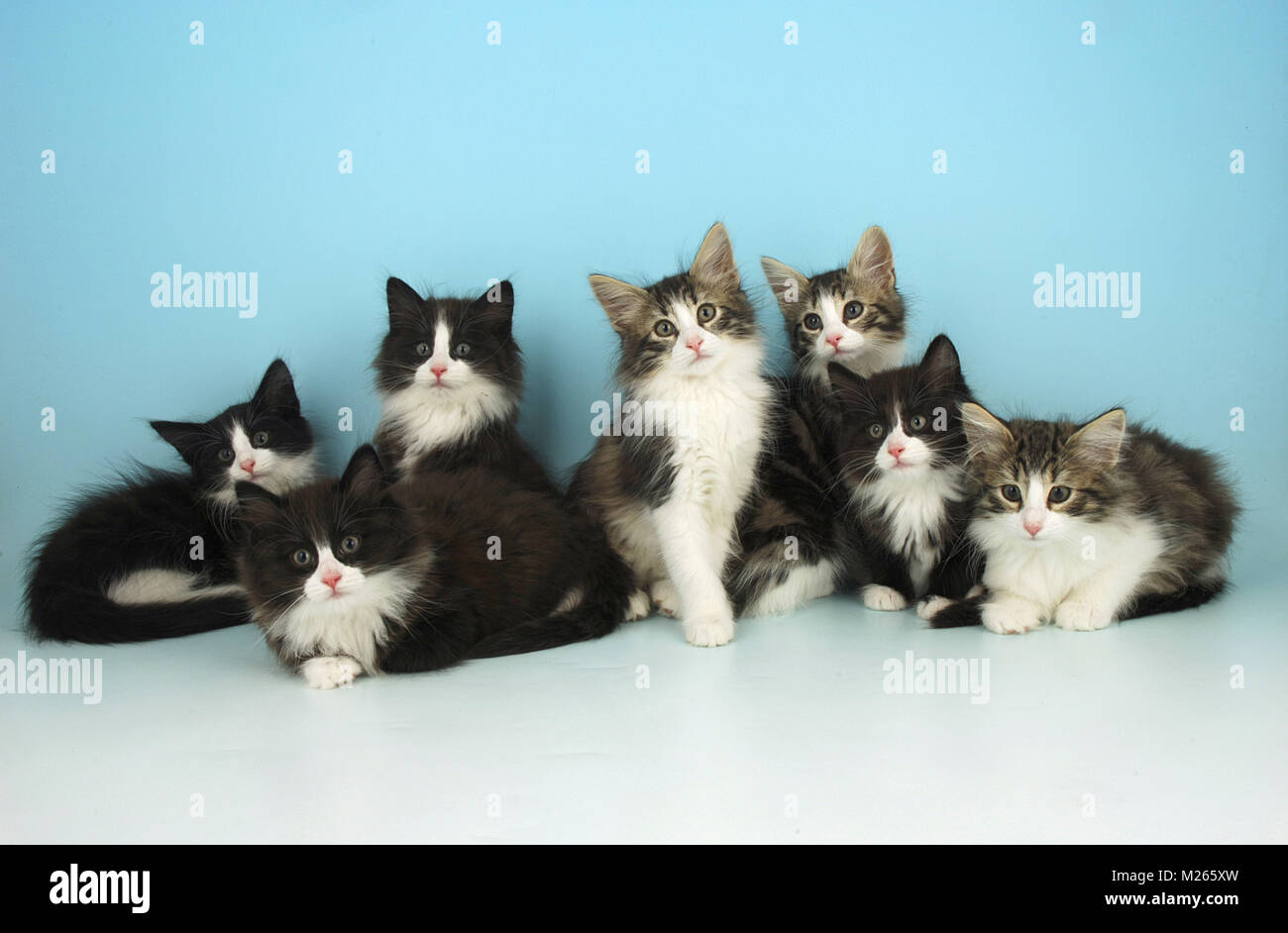 Norwegian Forest cat kittens Stock Photo - Alamy