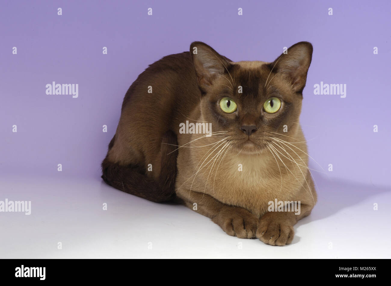 chocolate burmese cat lying down on purple background Stock Photo - Alamy