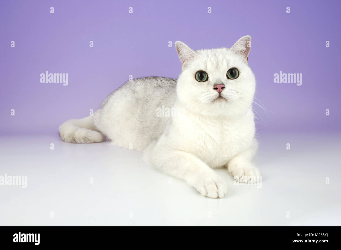 tipped british shorthair cat Stock Photo - Alamy
