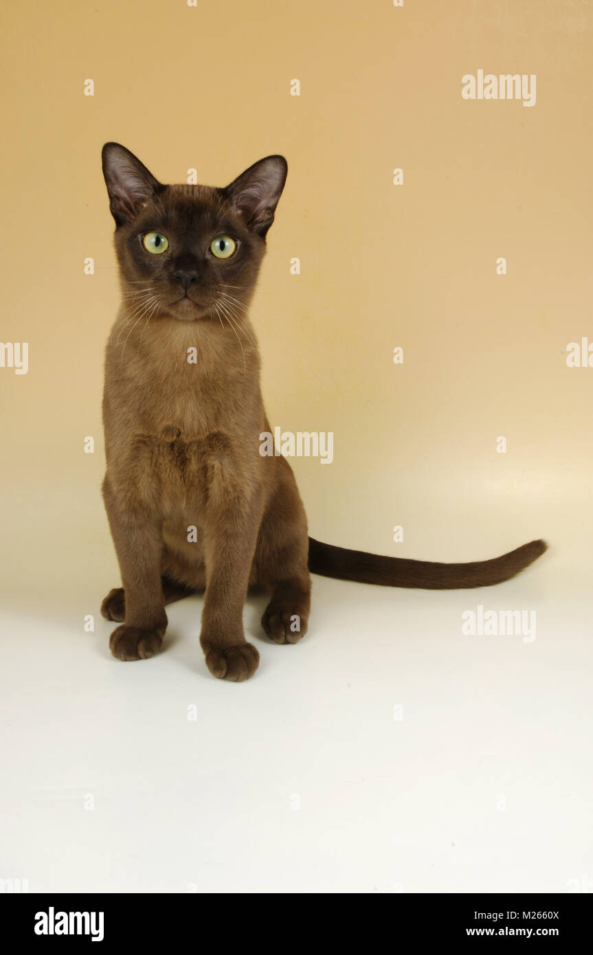 young chocolate burmese cat sitting down Stock Photo - Alamy