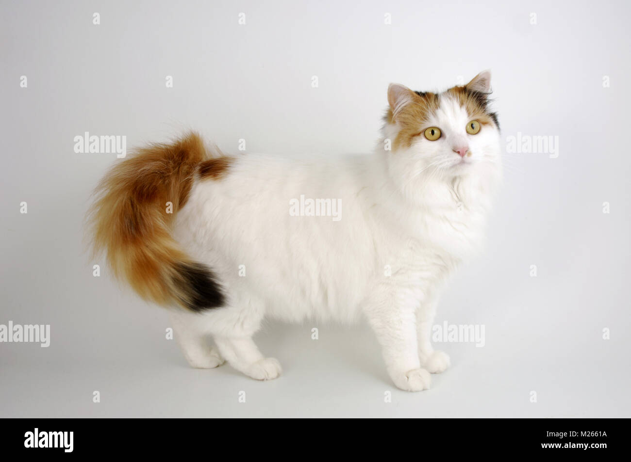 tortoiseshell and white van cat Stock Photo - Alamy