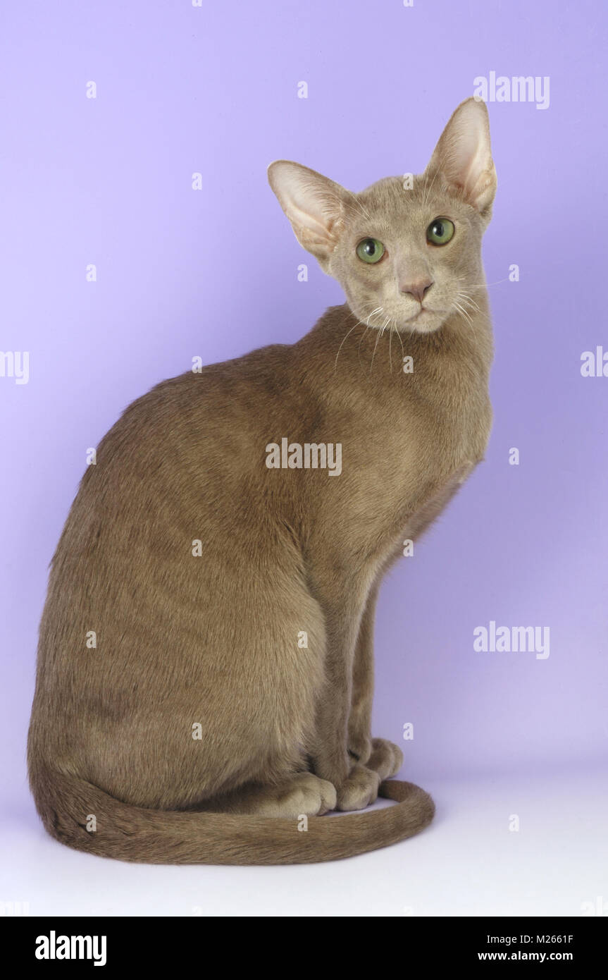 Oriental Shorthair Cat Stock Photos & Oriental Shorthair Cat Stock ...