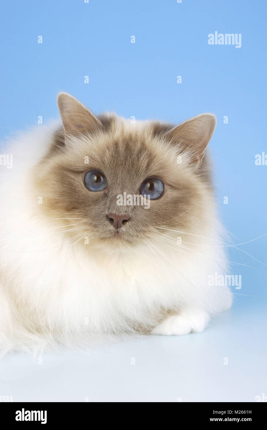 Lilac point birman cat hi-res stock photography and images - Alamy