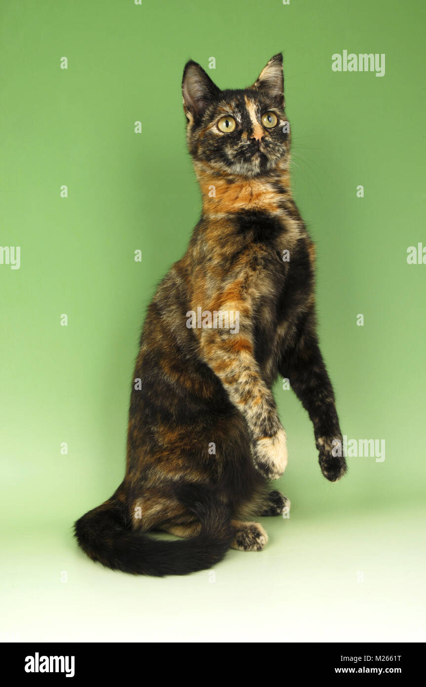 tortoiseshell shorthair (non pedigree) jumping up Stock Photo - Alamy